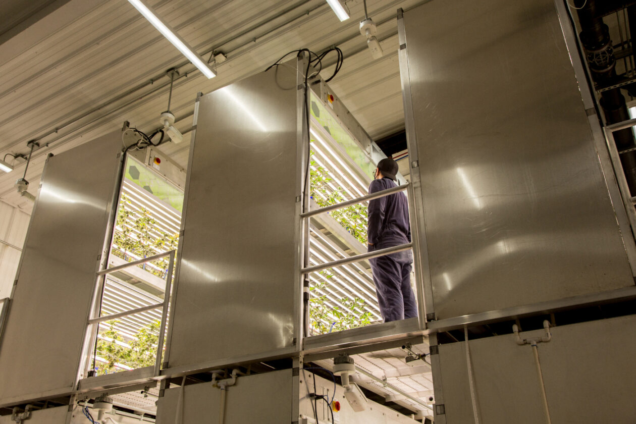 The Importance of Consistency in Cannabis Cultivation