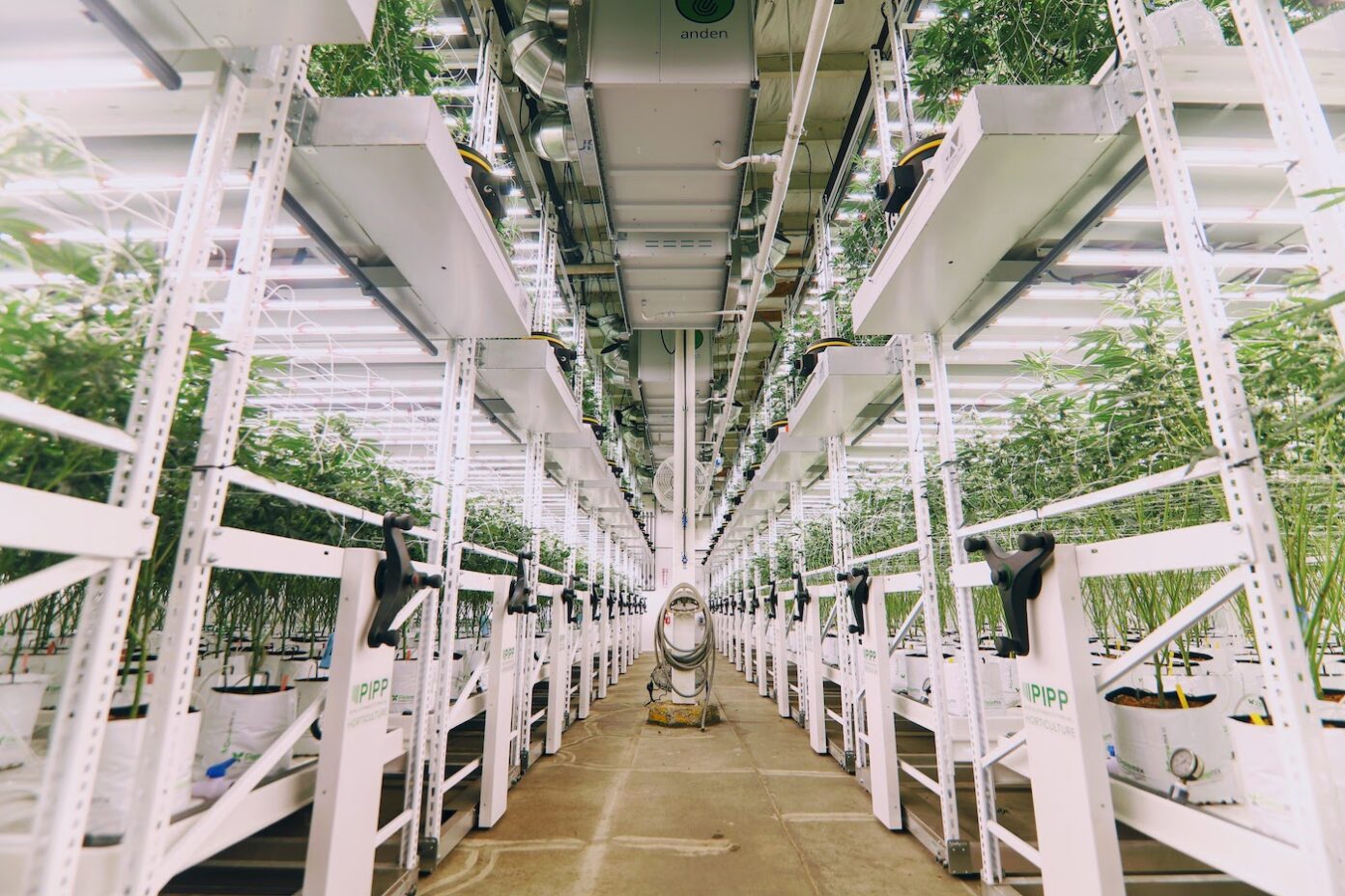 Keep Things Moving with Pipp Horticulture’s Mobile Vertical Grow Racks