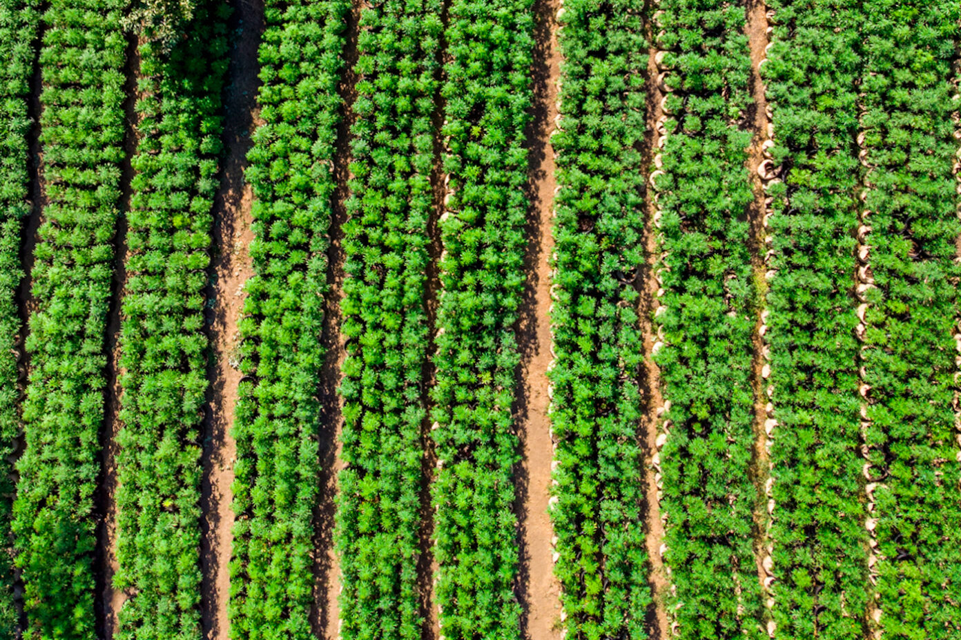 Pros and Cons of Growing From Autoflower Seeds