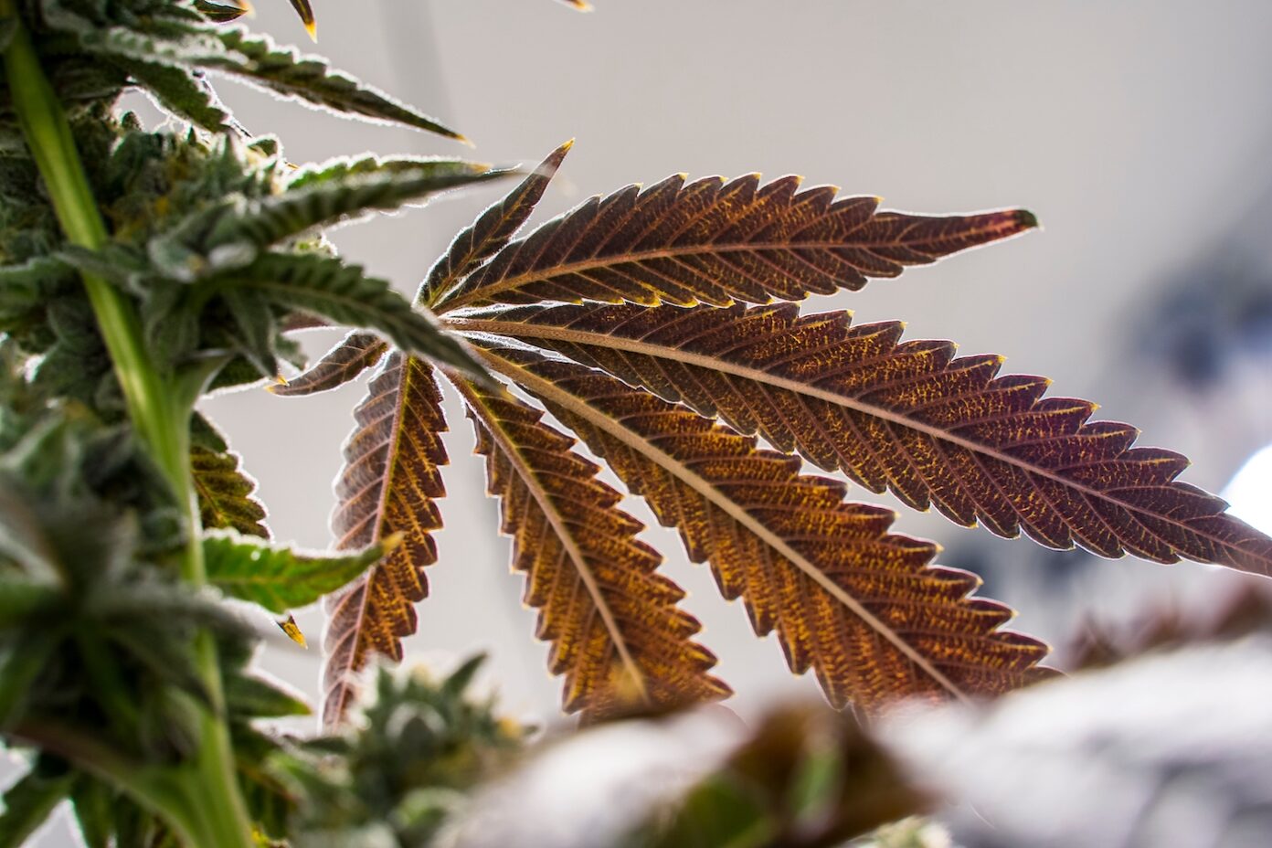 How to Trim Cannabis Fan Leaves for a Healthy Plant