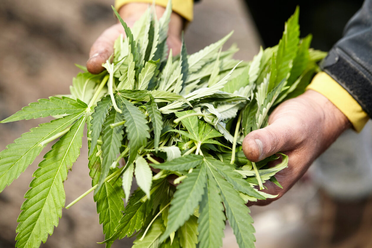 How to Trim Cannabis Fan Leaves for a Healthy Plant