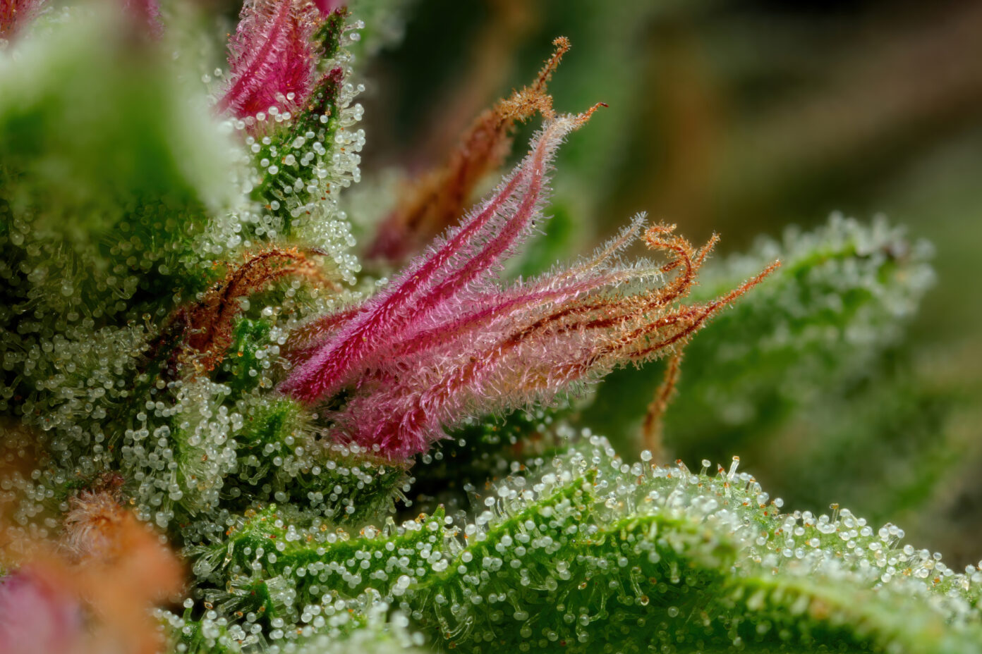 Sinsemilla: Starting A Potent Evolution in Cannabis