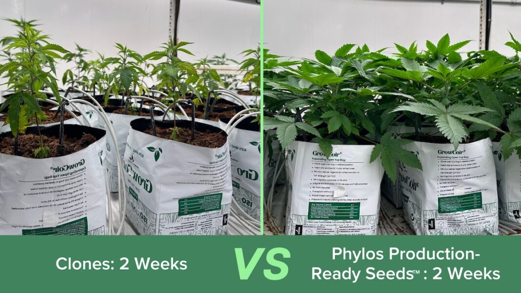 These Seeds Will Replace Clones