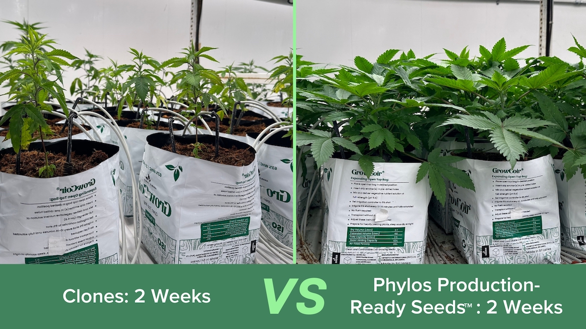These Seeds Will Replace Clones